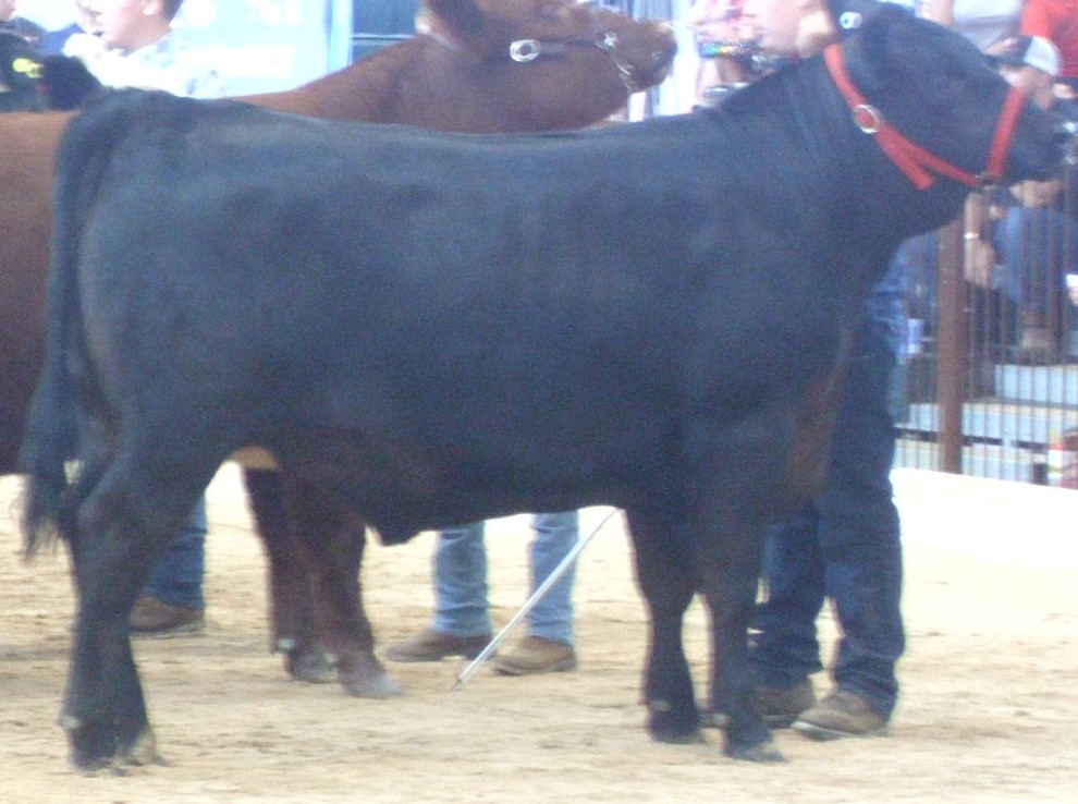 It’s all about the beef – A Farm Wife, A Farm Life